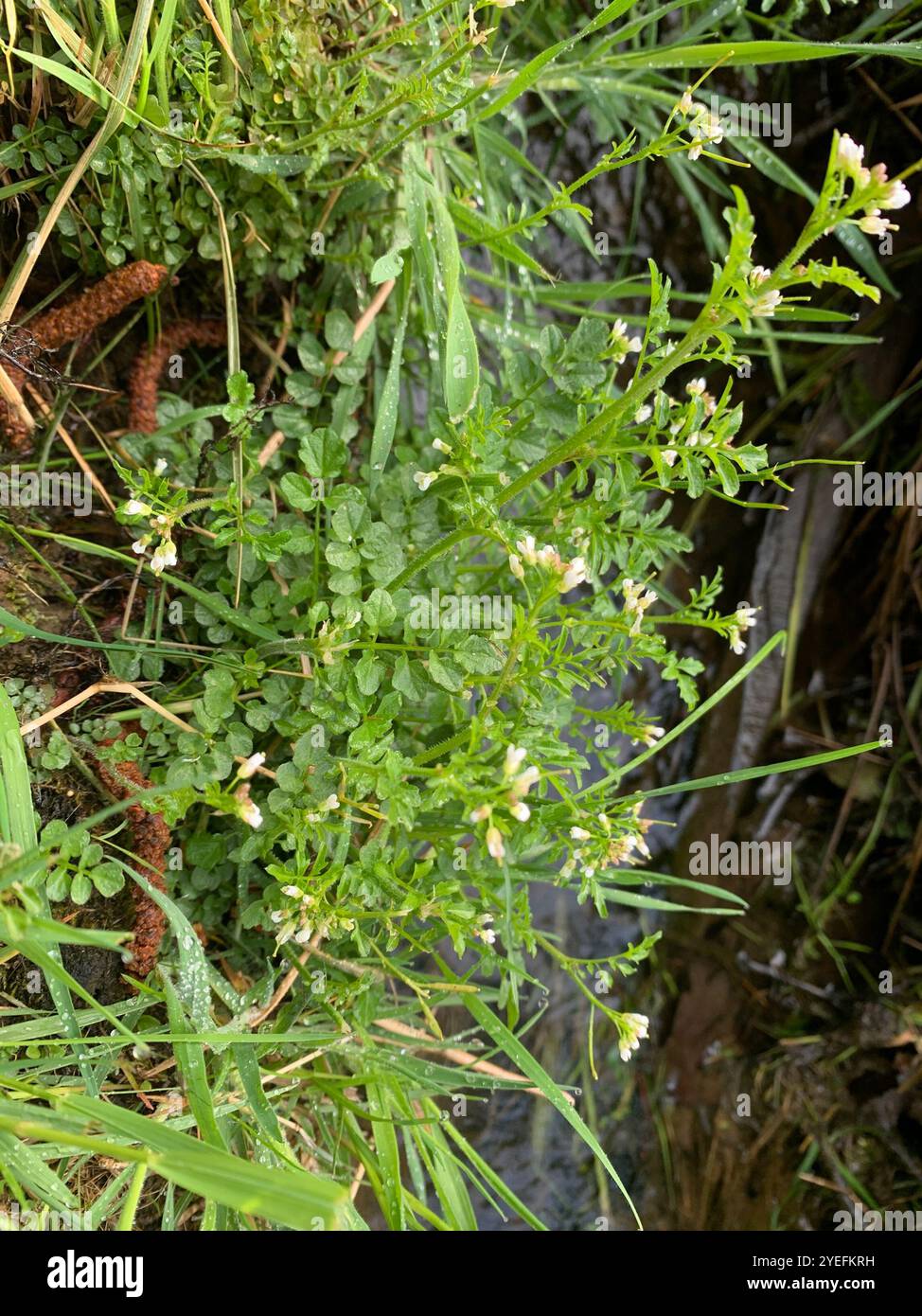 wavy bittercress (Cardamine flexuosa Stock Photo - Alamy