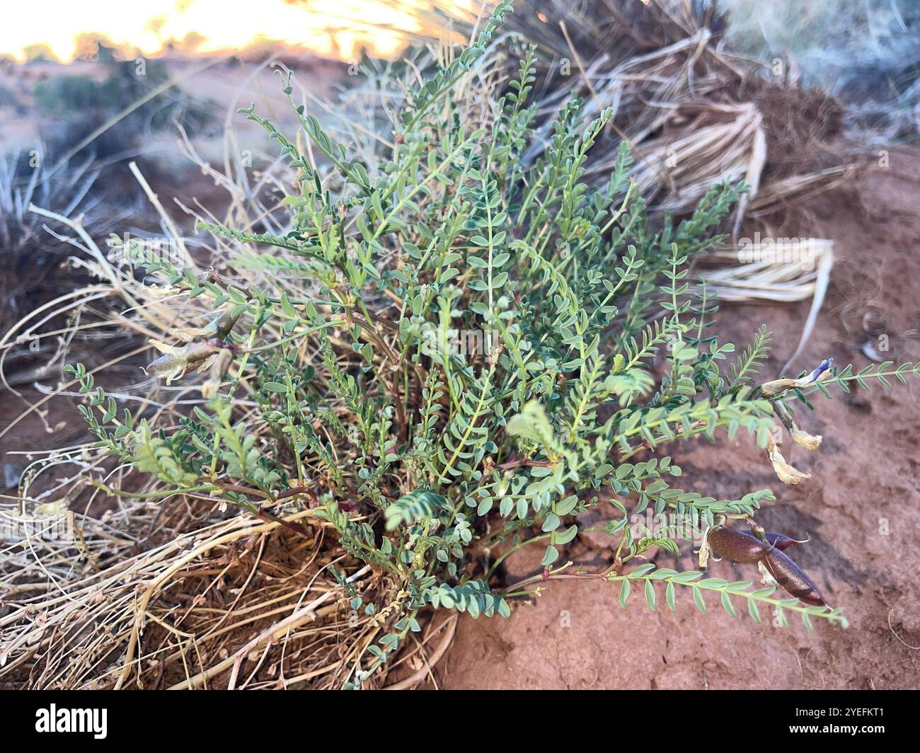 Preuss' Milkvetch (Astragalus preussii Stock Photo - Alamy