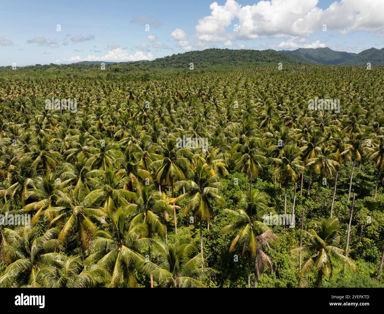 Large Coconut Palm Plantation on Russell Islands, Solomon Islands Stock ...