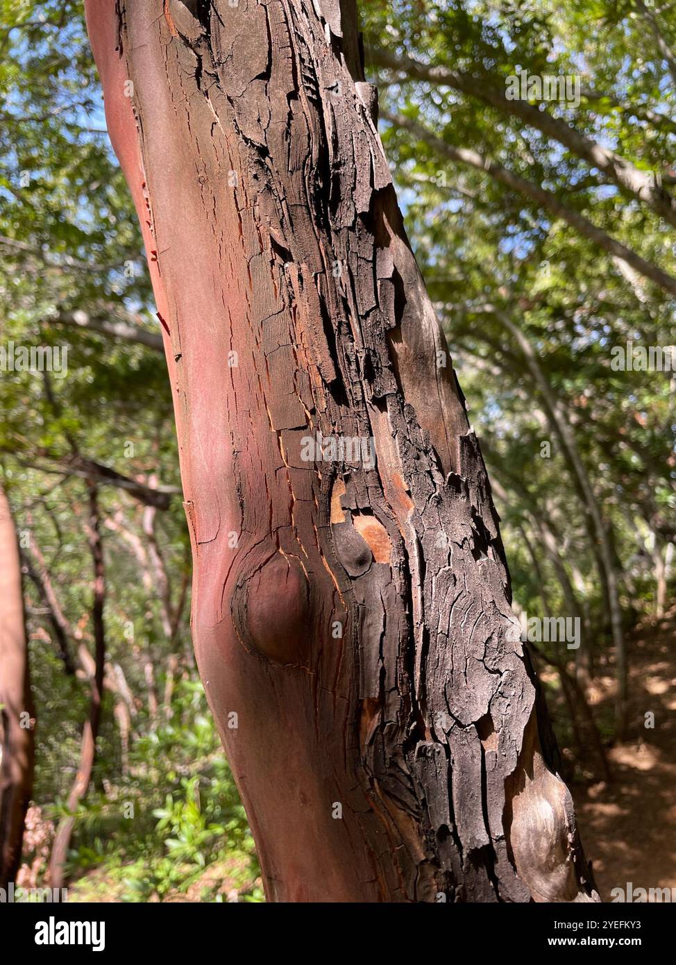 Pacific madrone (Arbutus menziesii Stock Photo - Alamy