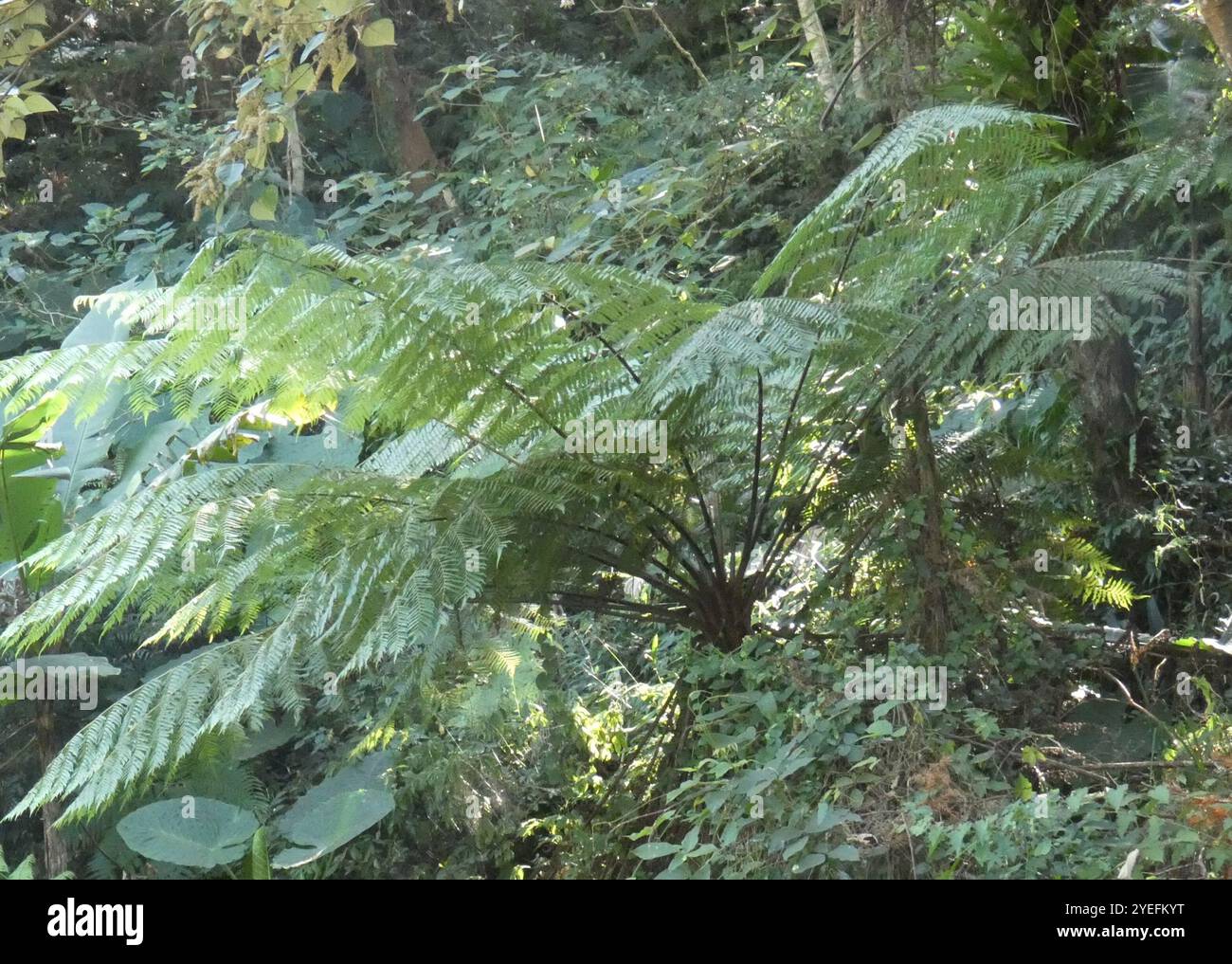 Spiny tree fern hi-res stock photography and images - Alamy