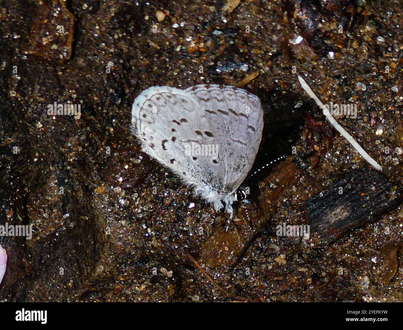 Spring Azure (Celastrina ladon Stock Photo - Alamy