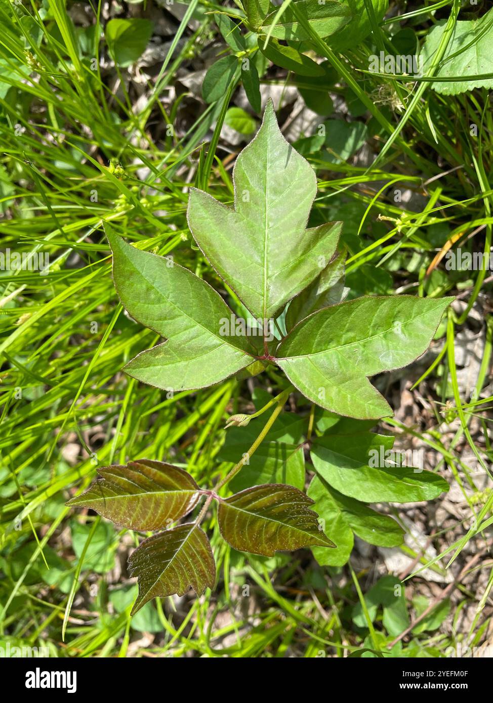 eastern poison ivy (Toxicodendron radicans Stock Photo - Alamy