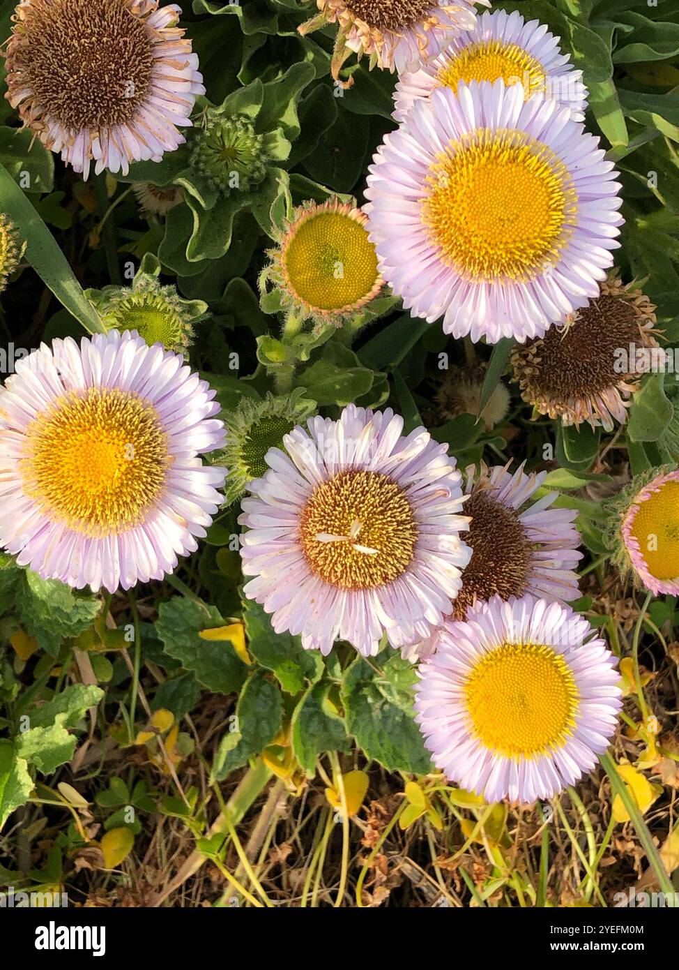 seaside daisy (Erigeron glaucus Stock Photo - Alamy