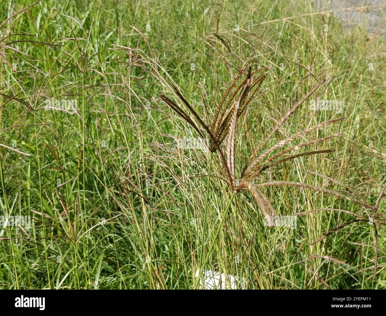 Chloris gayana hi-res stock photography and images - Alamy