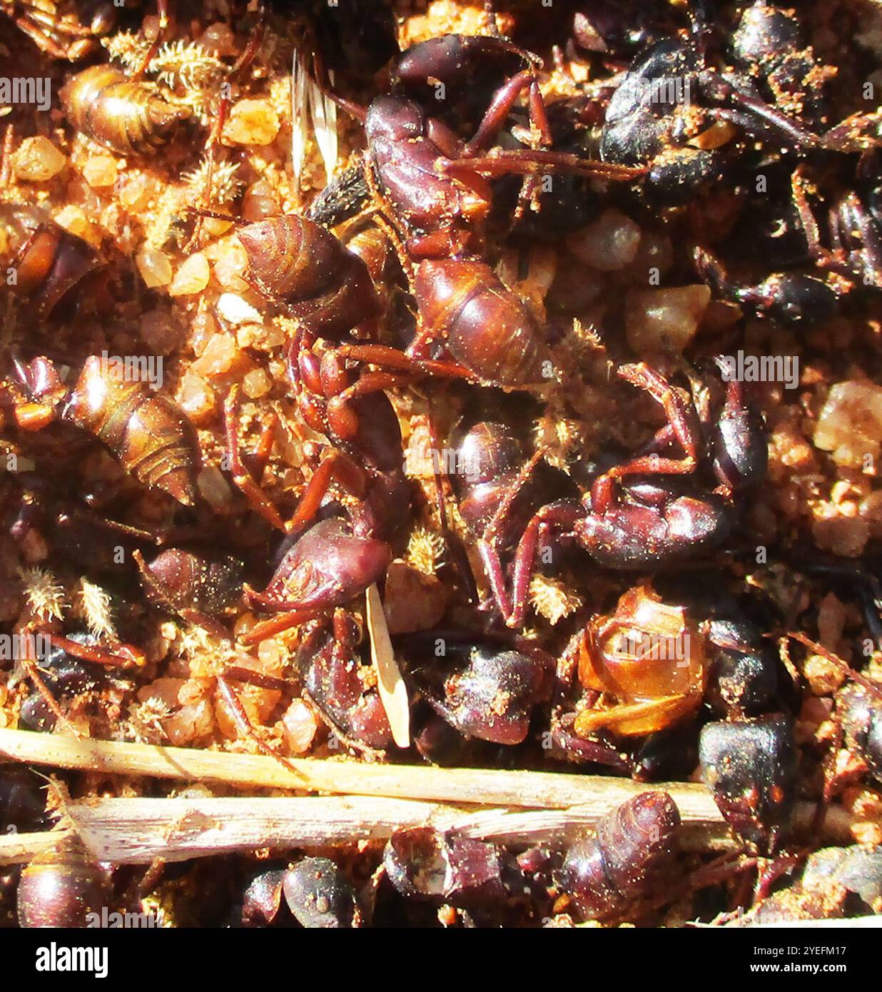 African stink ant (Paltothyreus tarsatus Stock Photo - Alamy