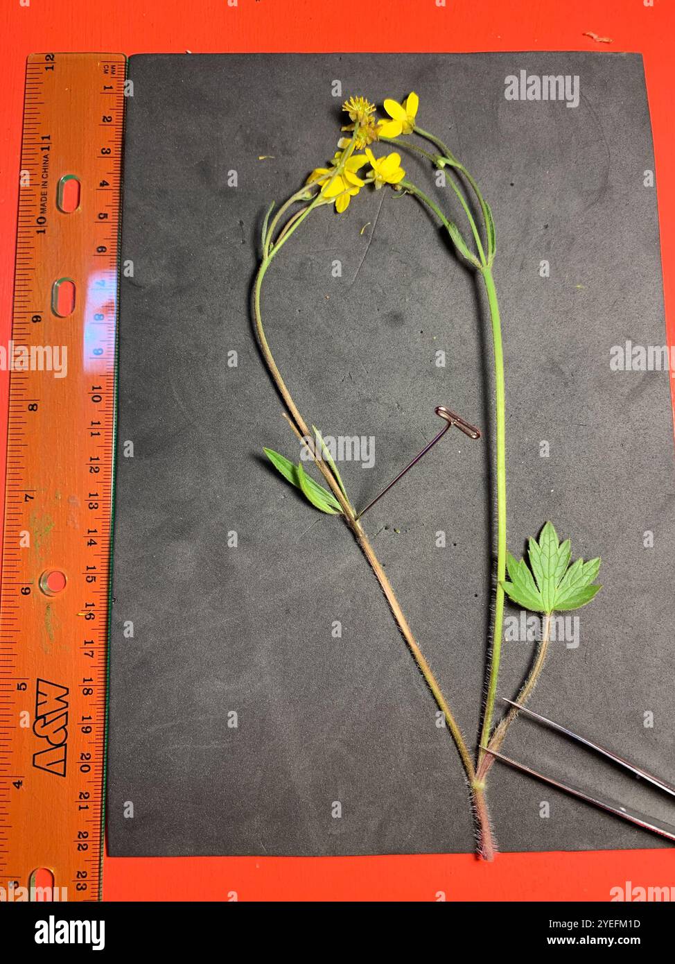 Western Buttercup (Ranunculus occidentalis Stock Photo - Alamy