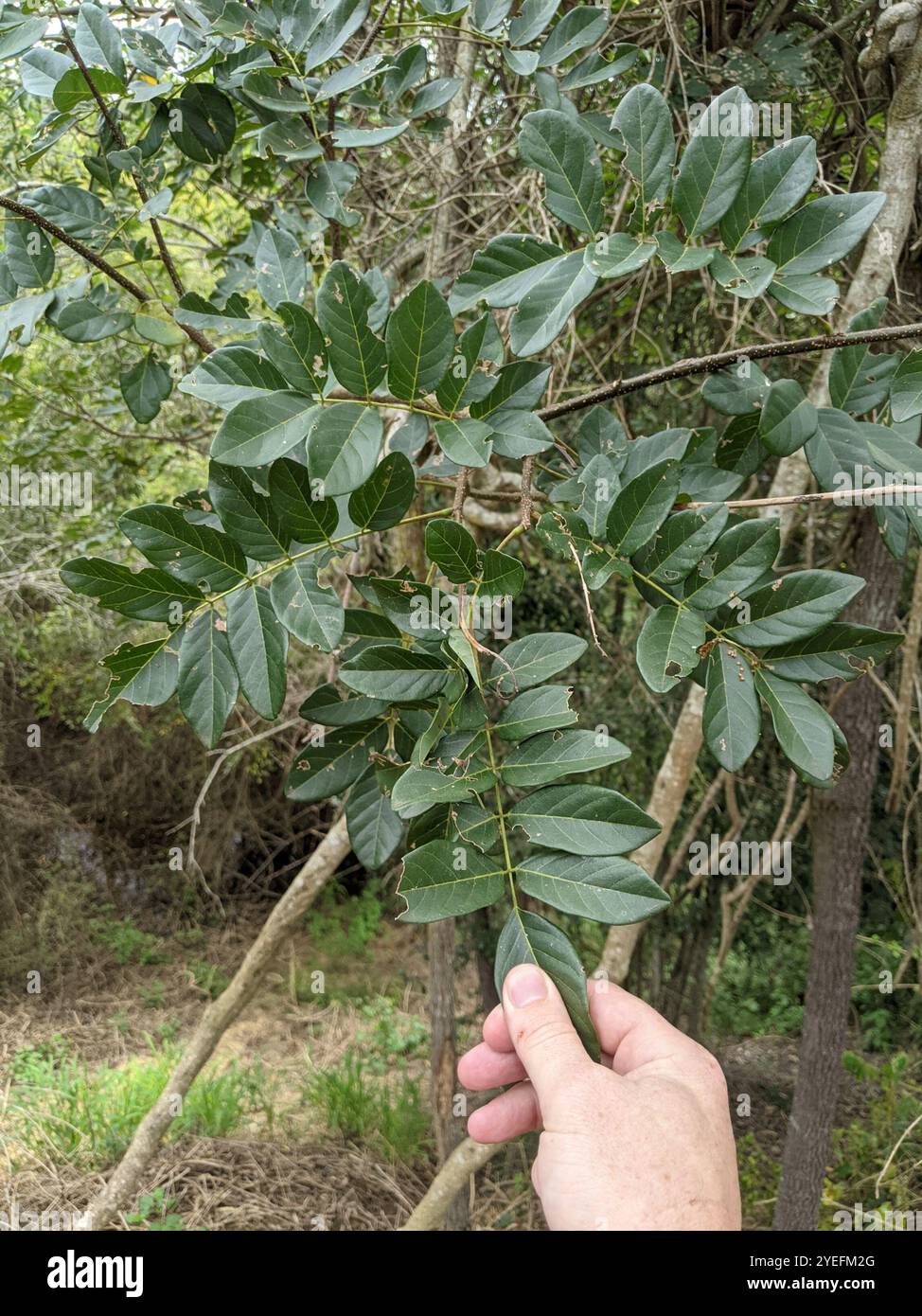 Native Derris (Derris involuta Stock Photo - Alamy
