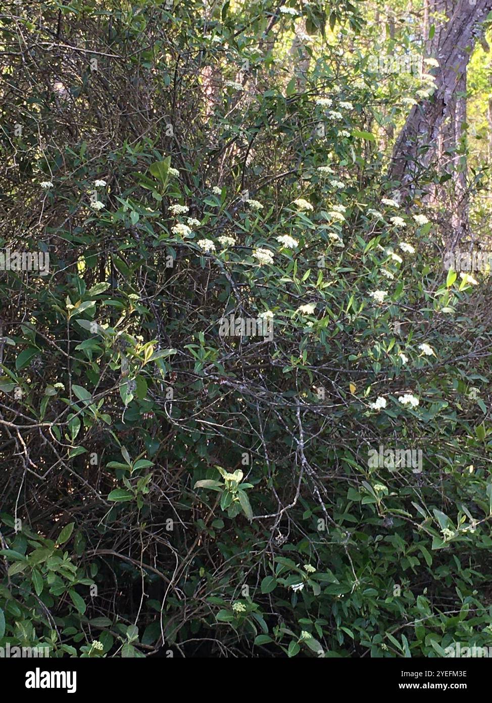southern wild raisin (Viburnum nudum Stock Photo - Alamy