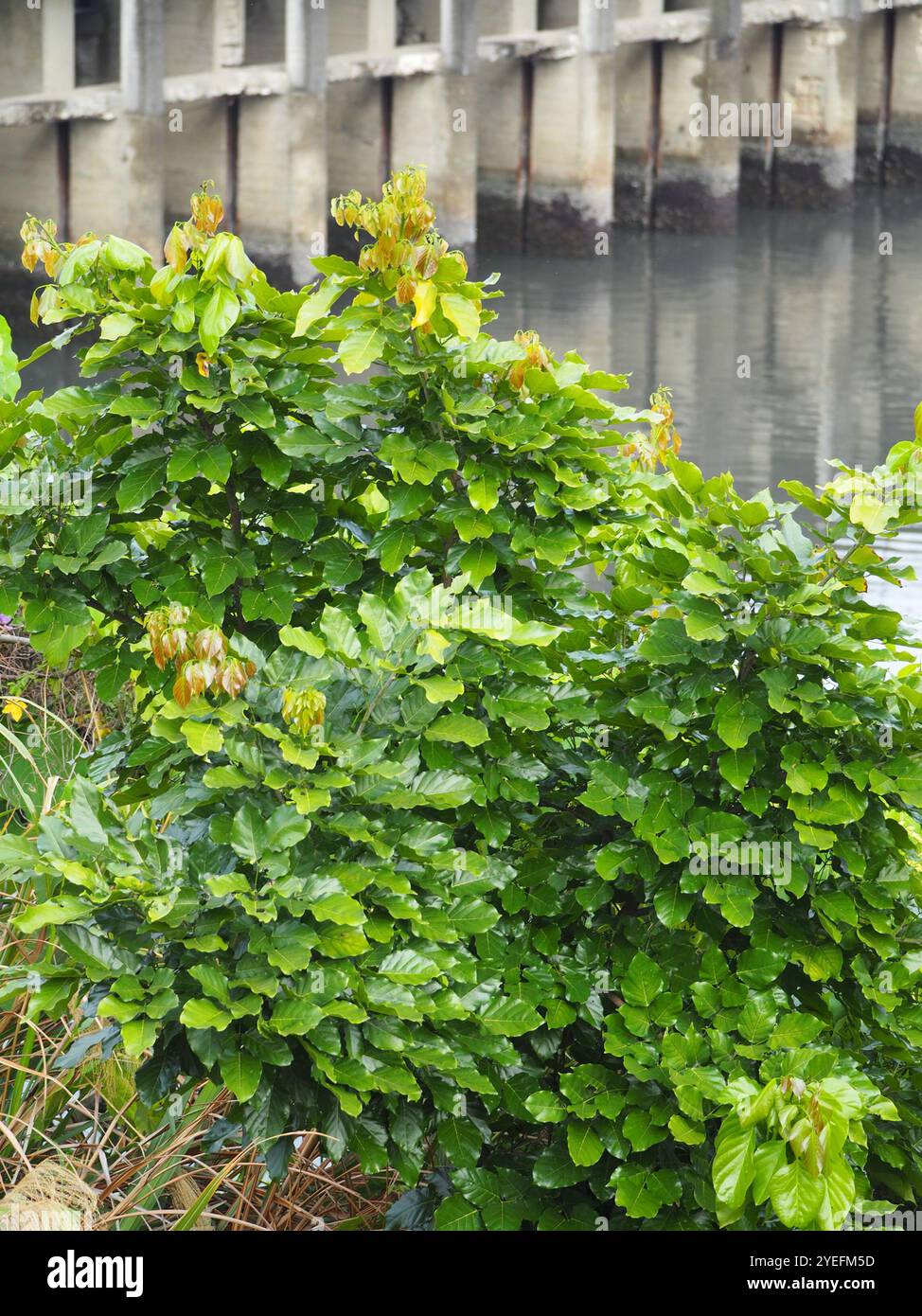 Indian beech tree (Millettia pinnata Stock Photo - Alamy