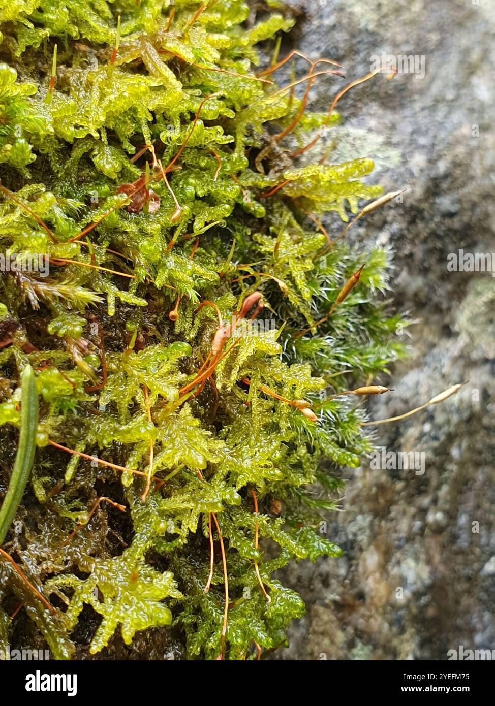 Sickle-leaved Hook-moss (Sanionia uncinata Stock Photo - Alamy