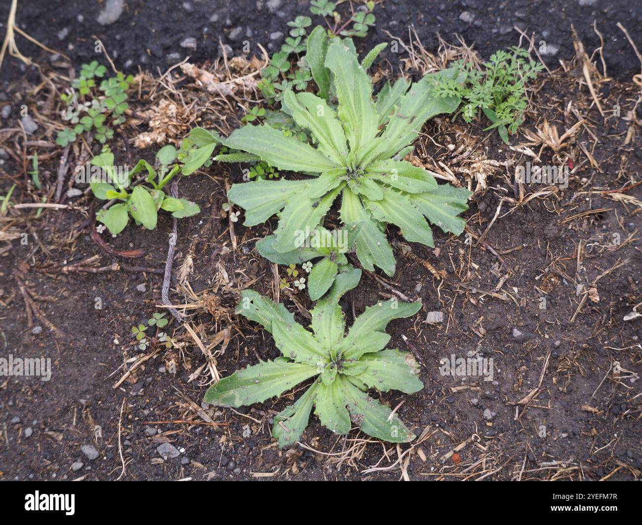 dwarf plantain (Plantago virginica Stock Photo - Alamy