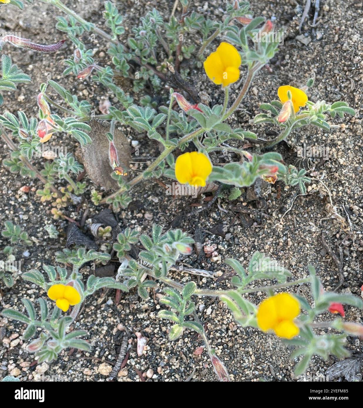 Strigose lotus hi-res stock photography and images - Alamy