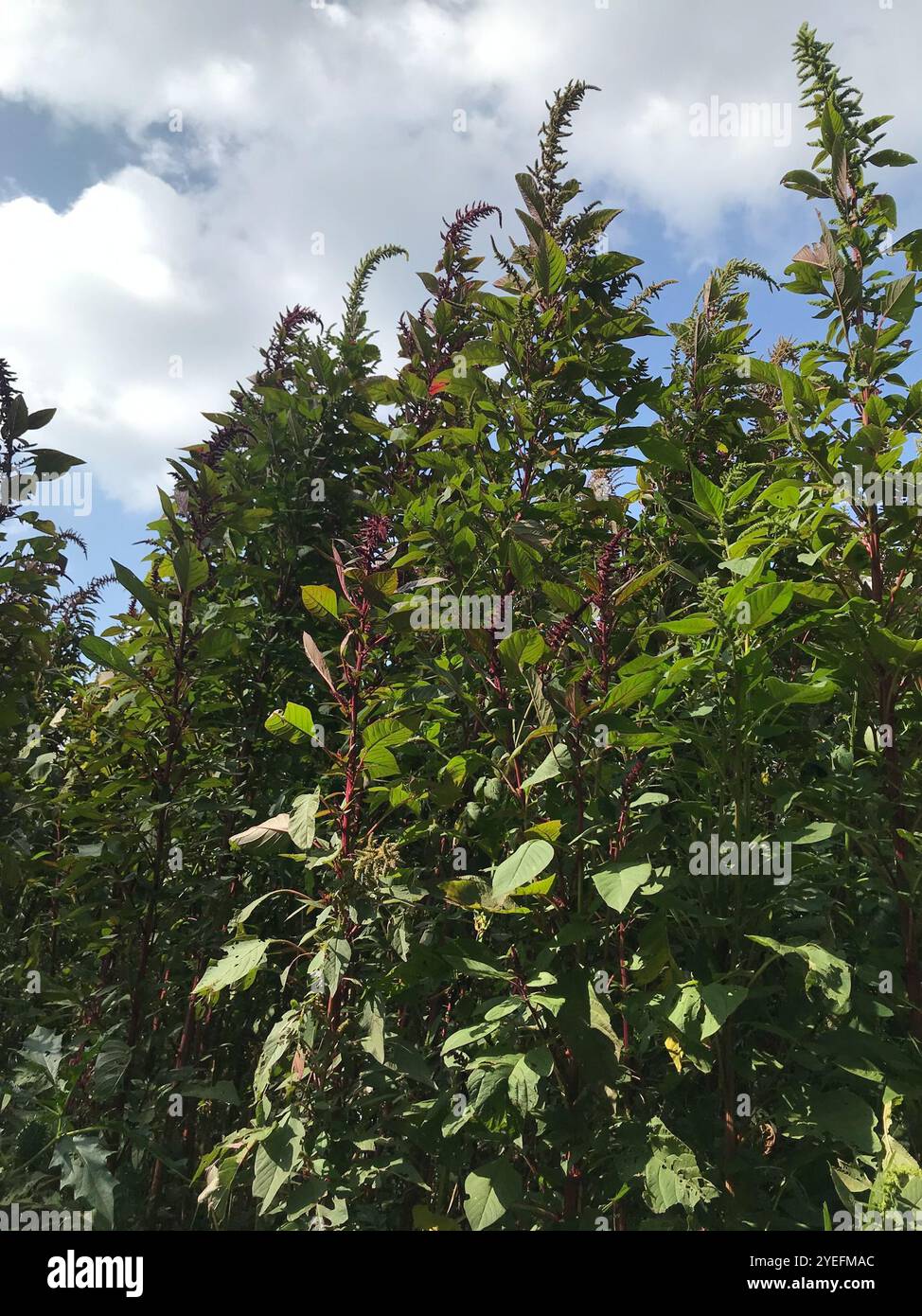 Smooth Pigweed (Amaranthus hybridus Stock Photo - Alamy