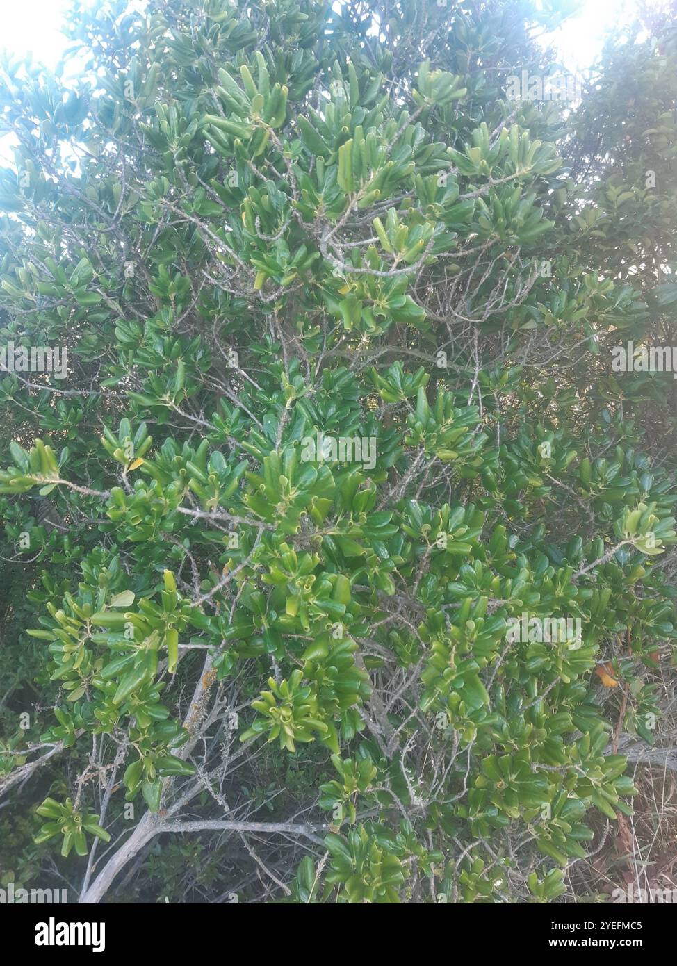 Taupata (Coprosma repens Stock Photo - Alamy