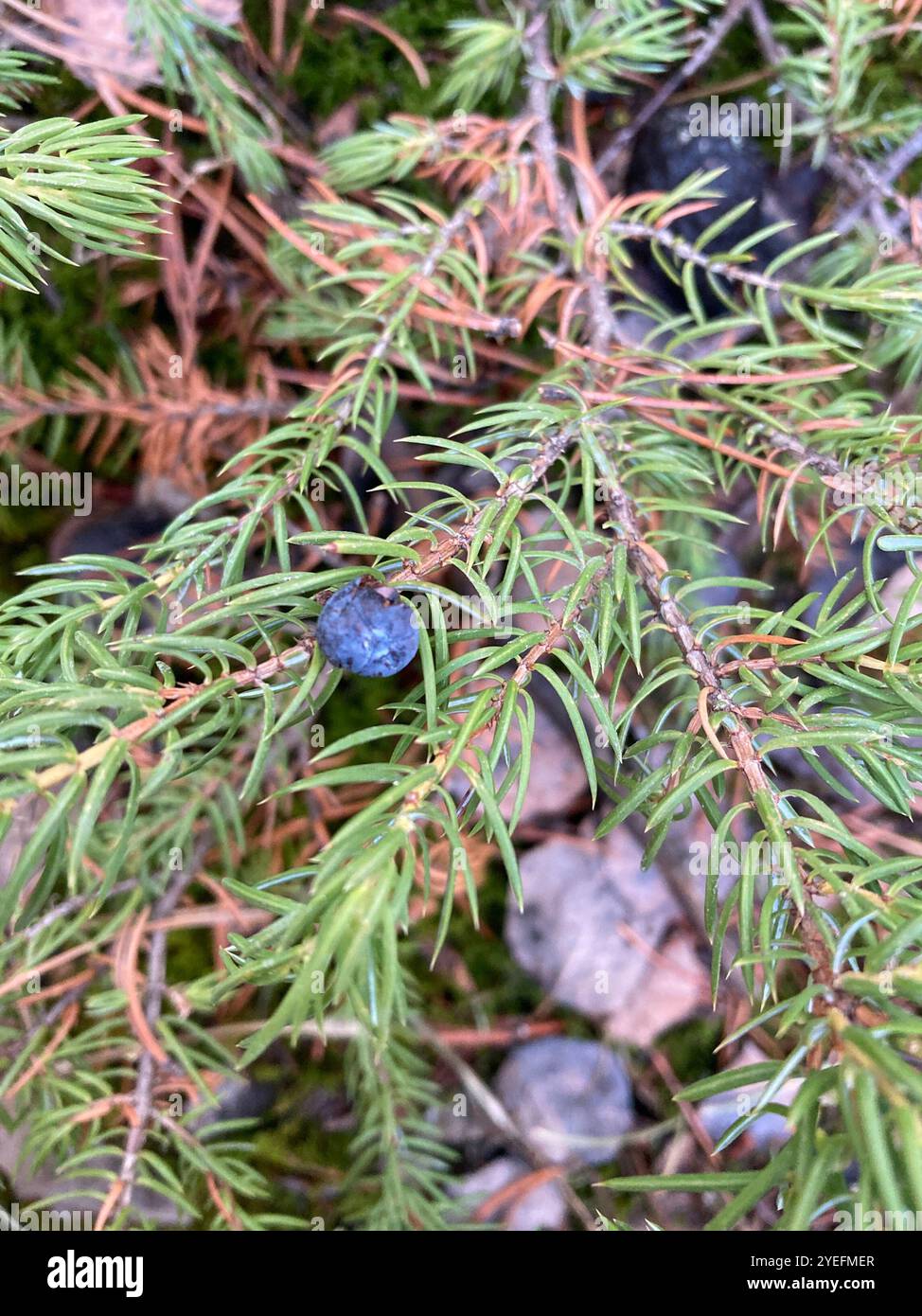 common juniper (Juniperus communis Stock Photo - Alamy