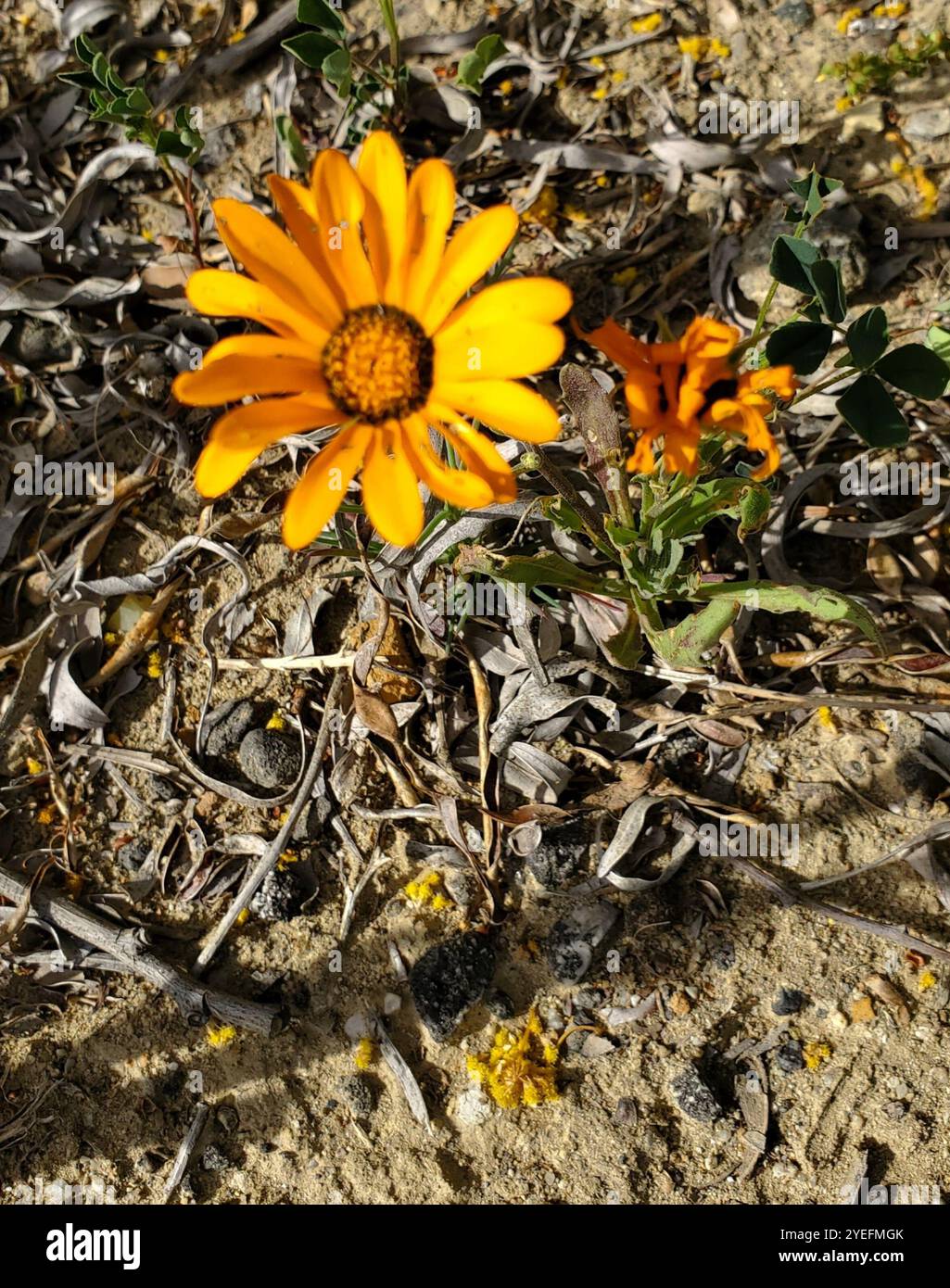 Cape marigold (Dimorphotheca sinuata Stock Photo - Alamy