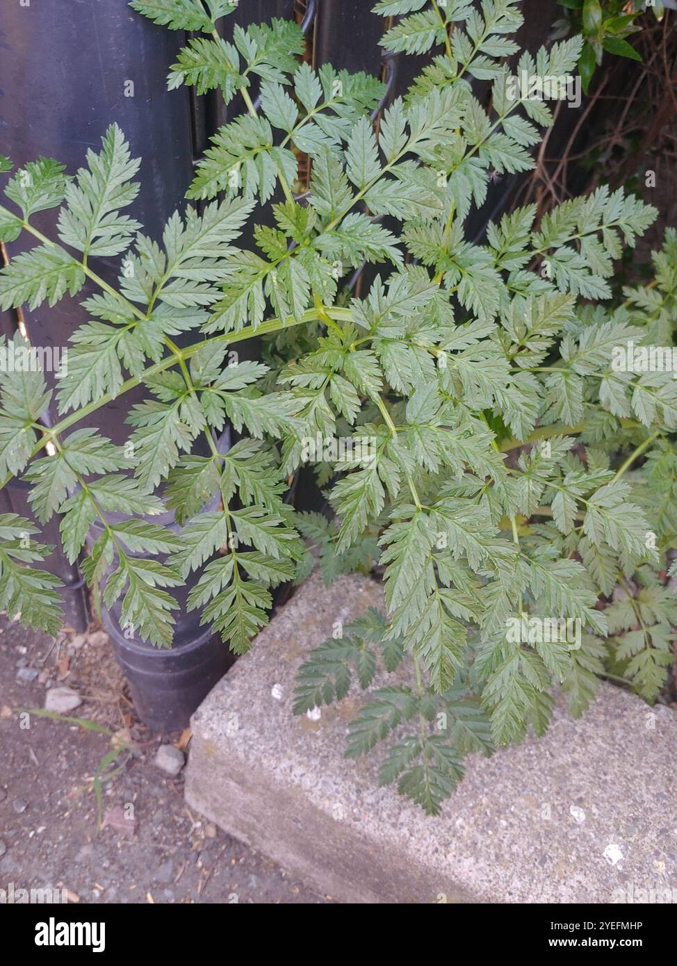 poison hemlock (Conium maculatum Stock Photo - Alamy