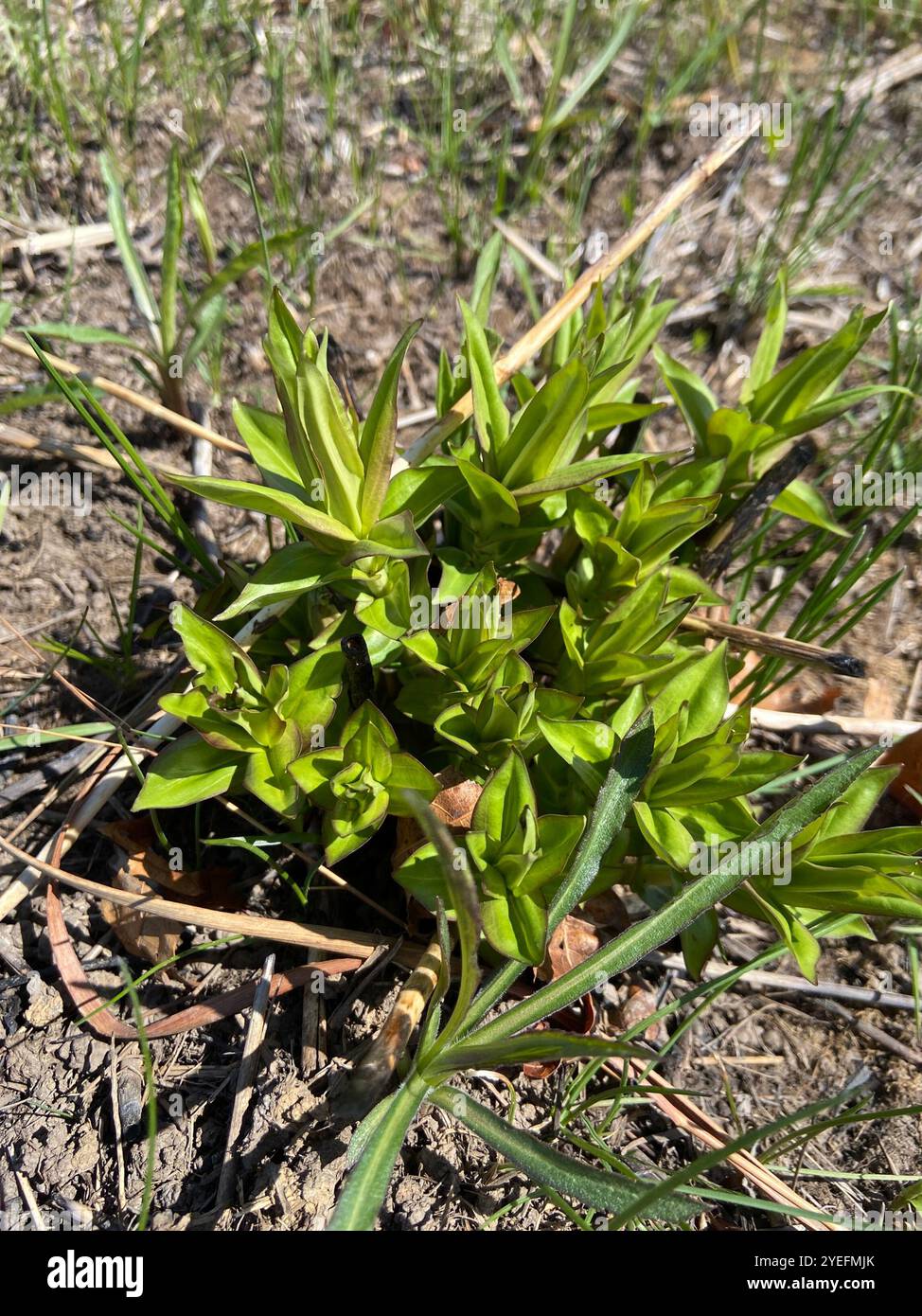 Culver's root (Veronicastrum virginicum Stock Photo - Alamy
