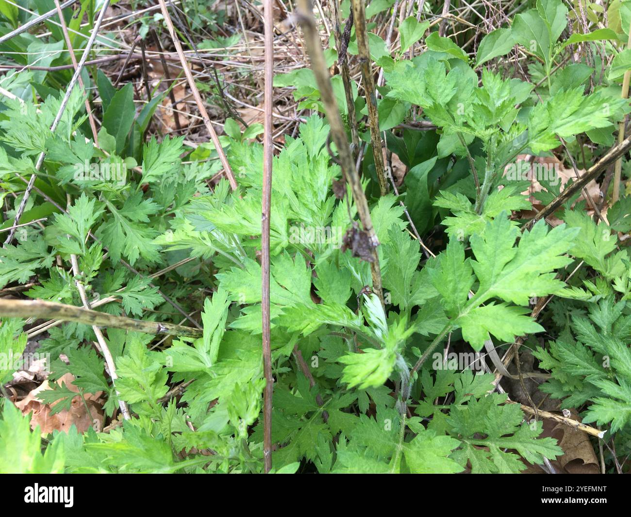 common mugwort (Artemisia vulgaris Stock Photo - Alamy