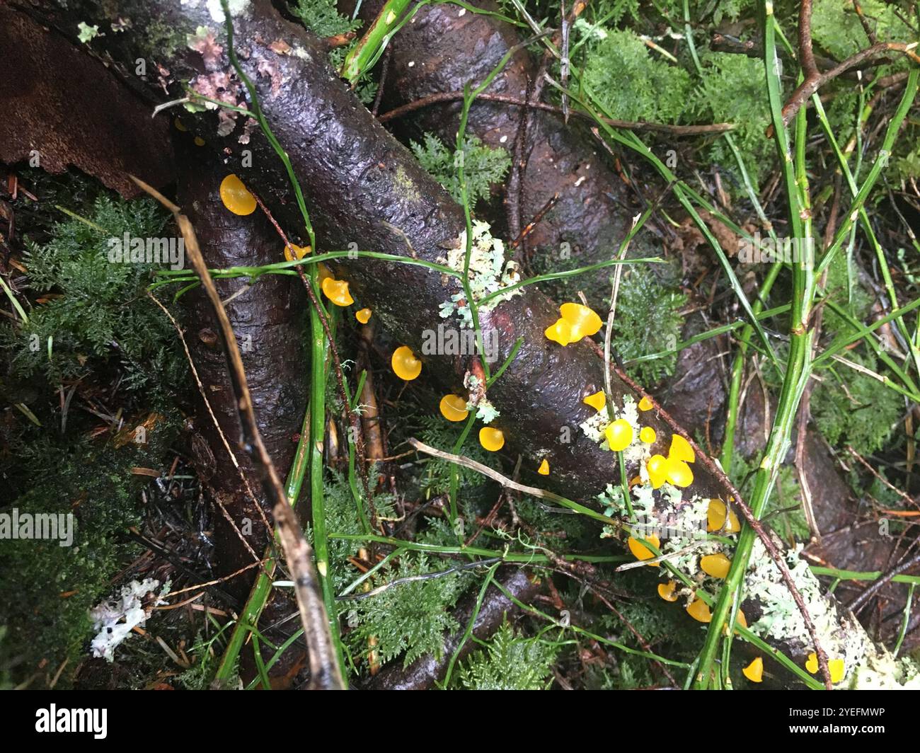 alpine jelly cone (Guepiniopsis alpina Stock Photo - Alamy
