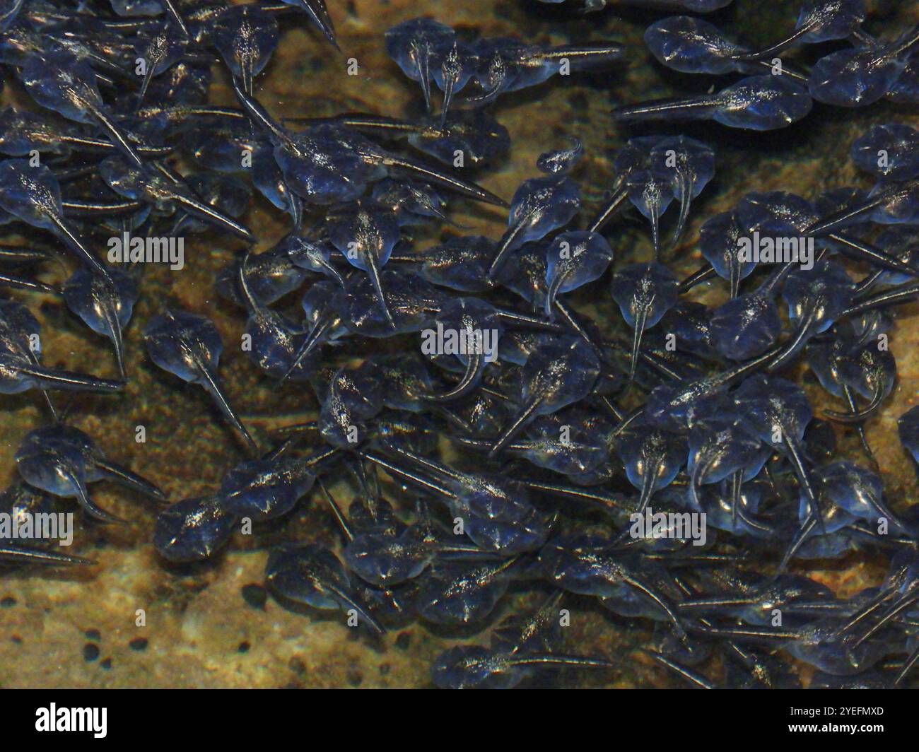 Marbled rubber frog (Phrynomantis annectens Stock Photo - Alamy