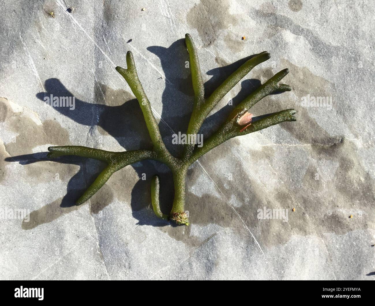 Codium vermilara hi-res stock photography and images - Alamy