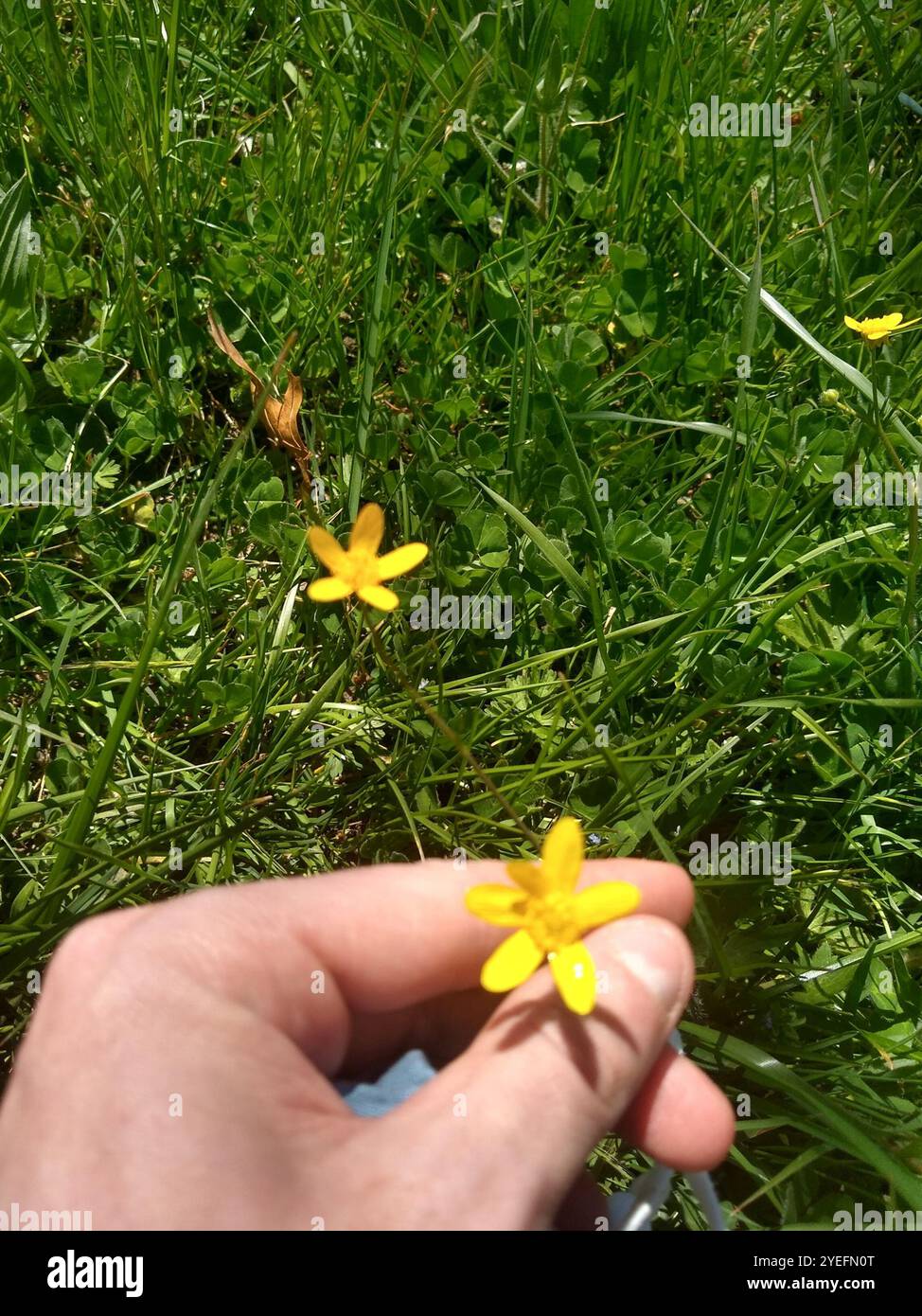 Western Buttercup (Ranunculus occidentalis Stock Photo - Alamy