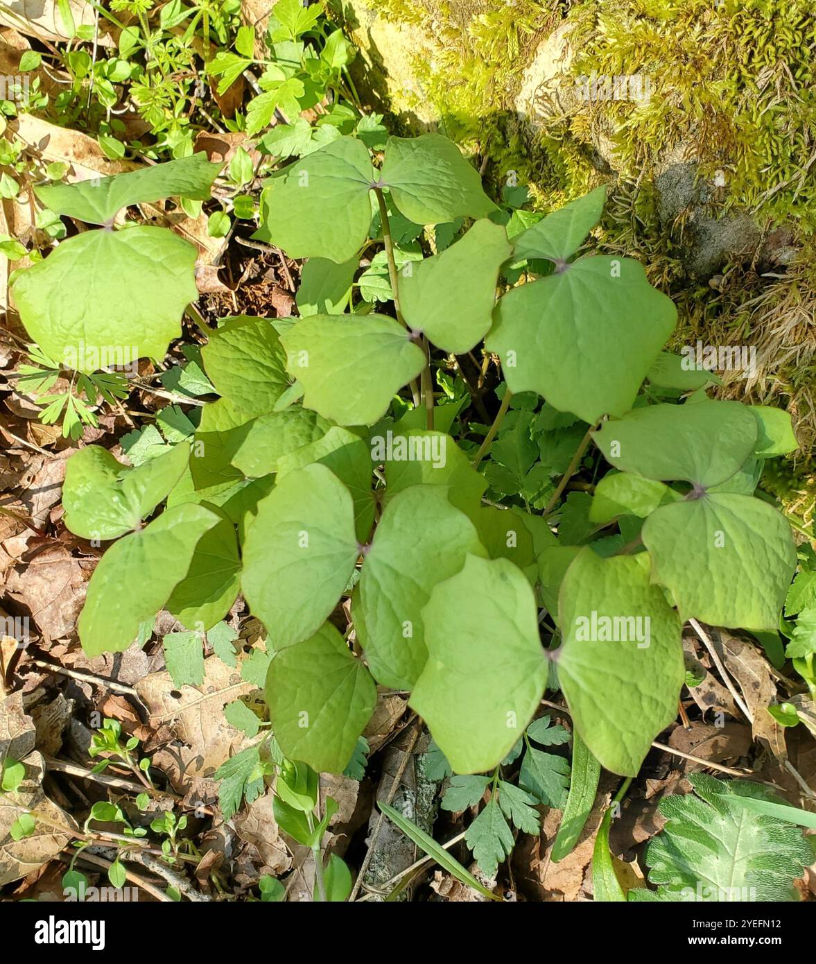 Jeffersonia diphylla hi-res stock photography and images - Alamy