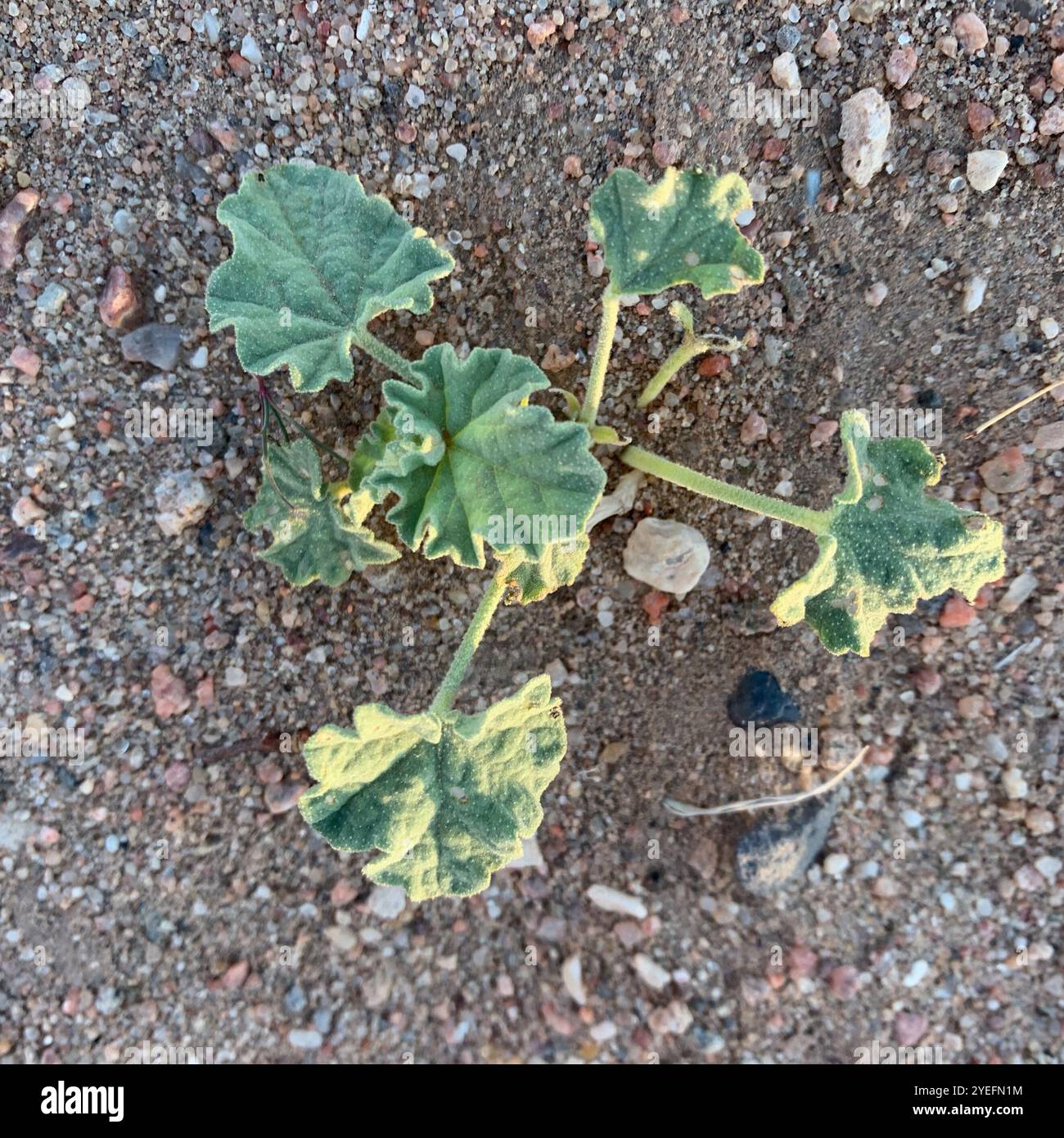 alkali mallow (Malvella leprosa Stock Photo - Alamy