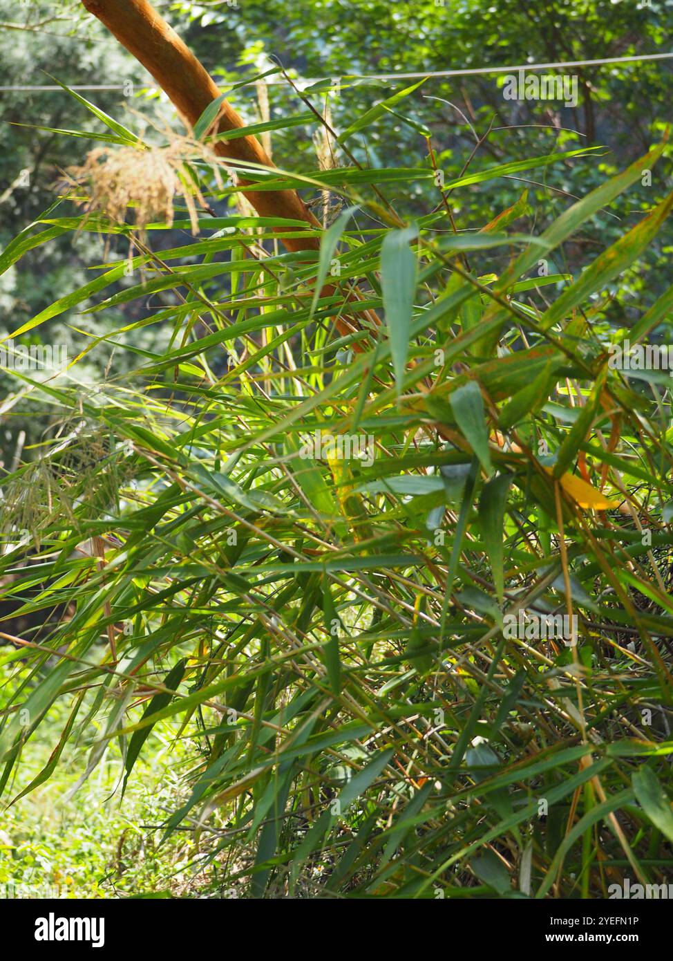 Nepalese Broom Grass (Thysanolaena latifolia Stock Photo - Alamy