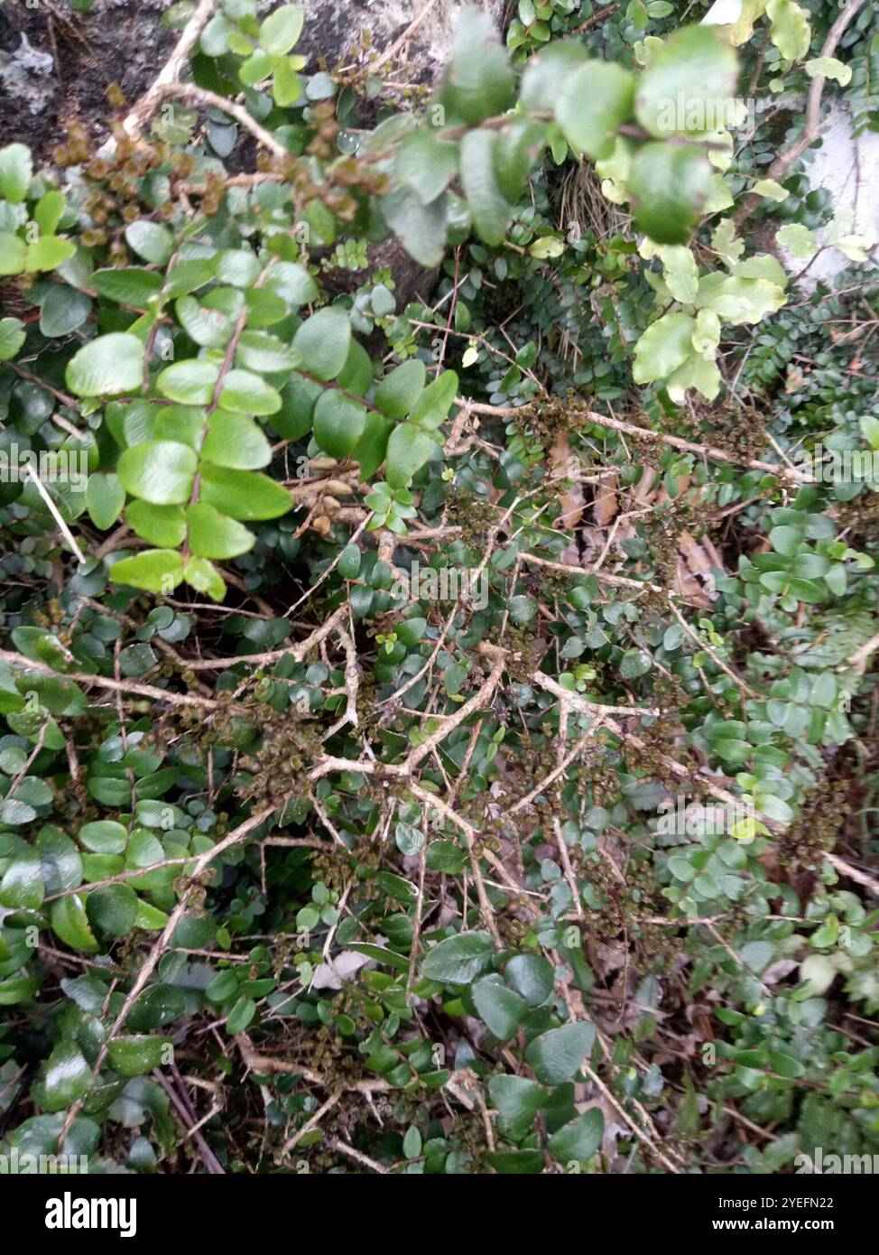 White rata hi-res stock photography and images - Alamy