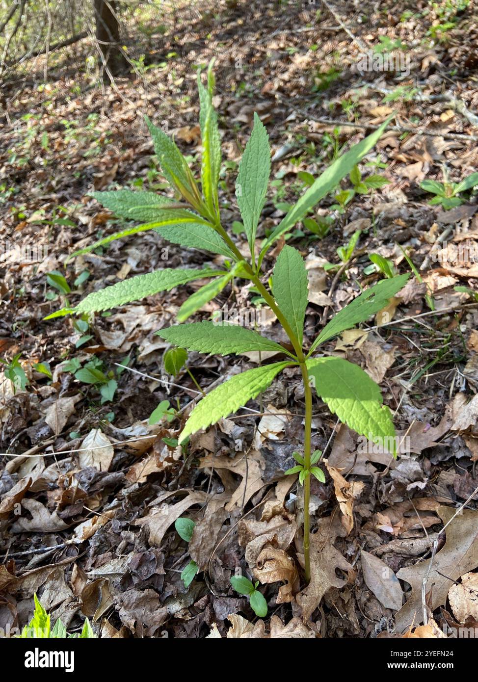 Culver's root (Veronicastrum virginicum Stock Photo - Alamy