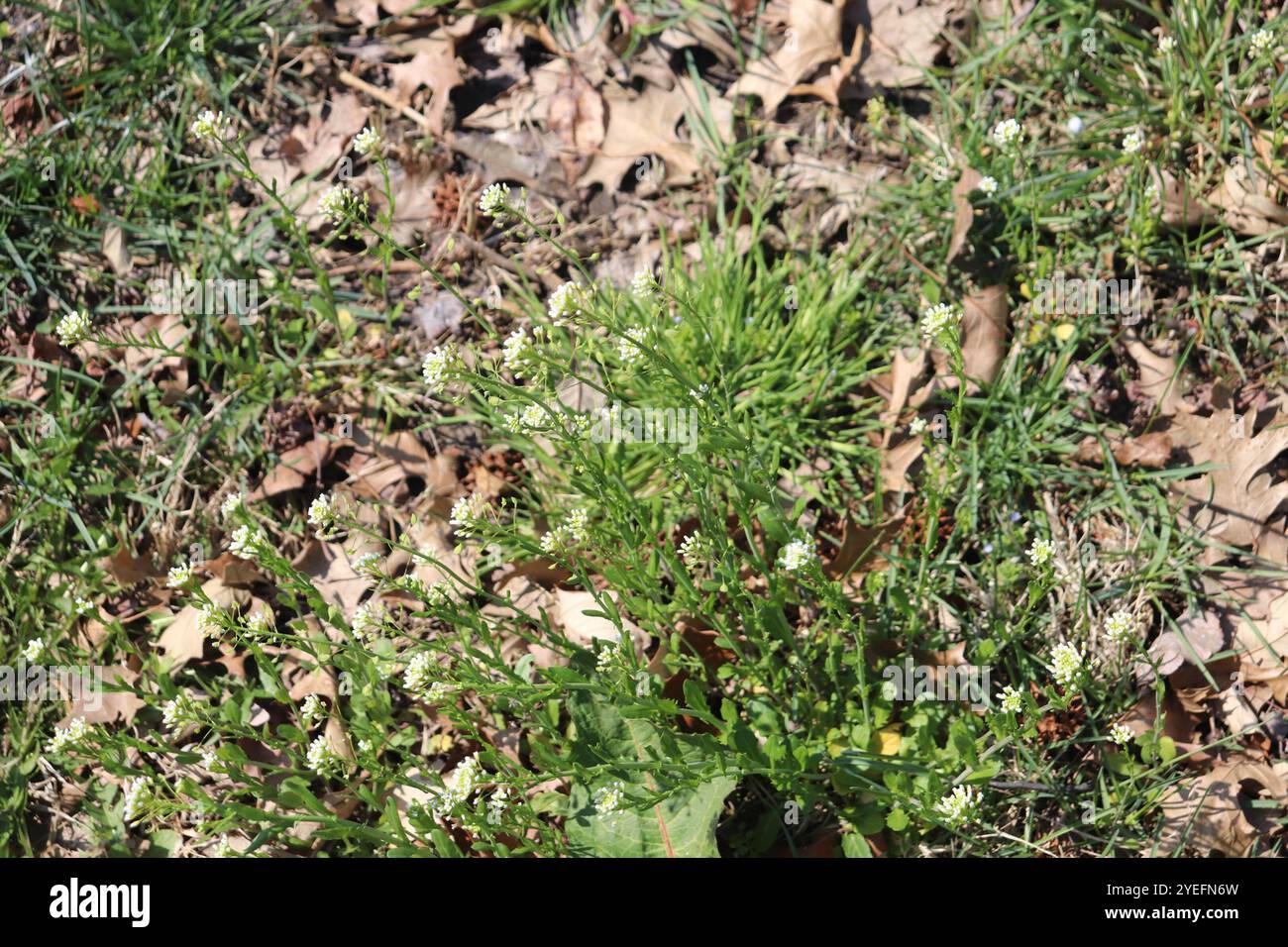 garlic penny-cress (Mummenhoffia alliacea Stock Photo - Alamy