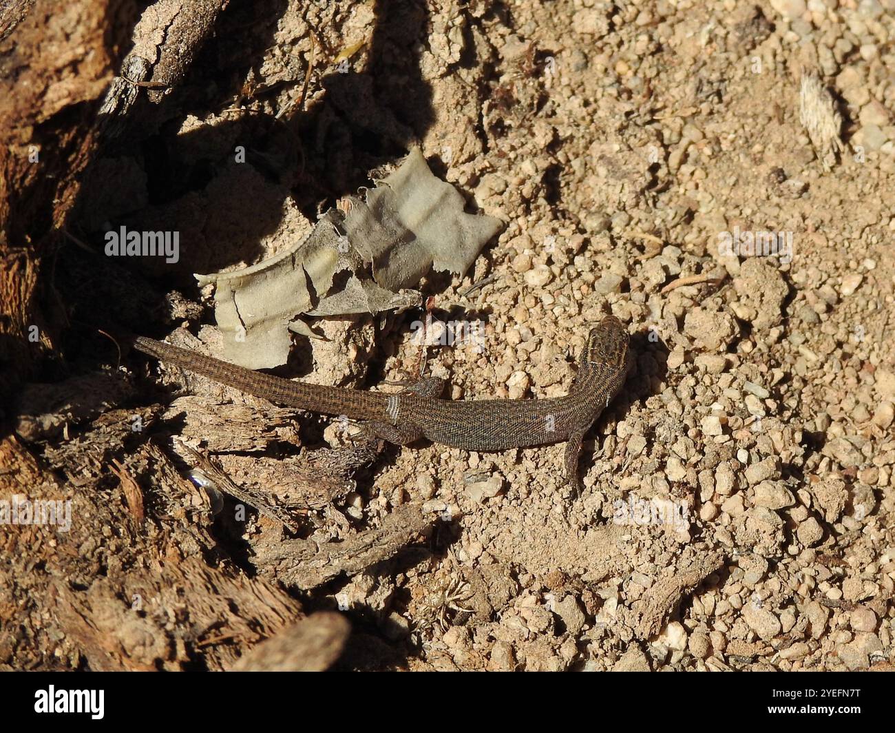 Xantusia vigilis hi-res stock photography and images - Alamy