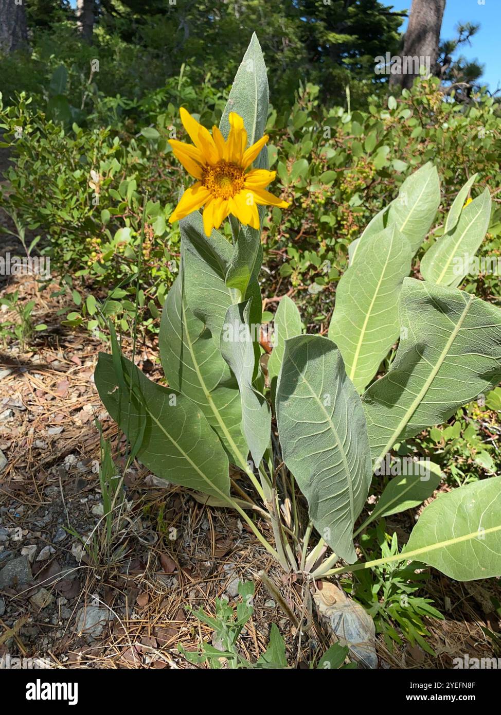 Wyethia mollis hi-res stock photography and images - Alamy
