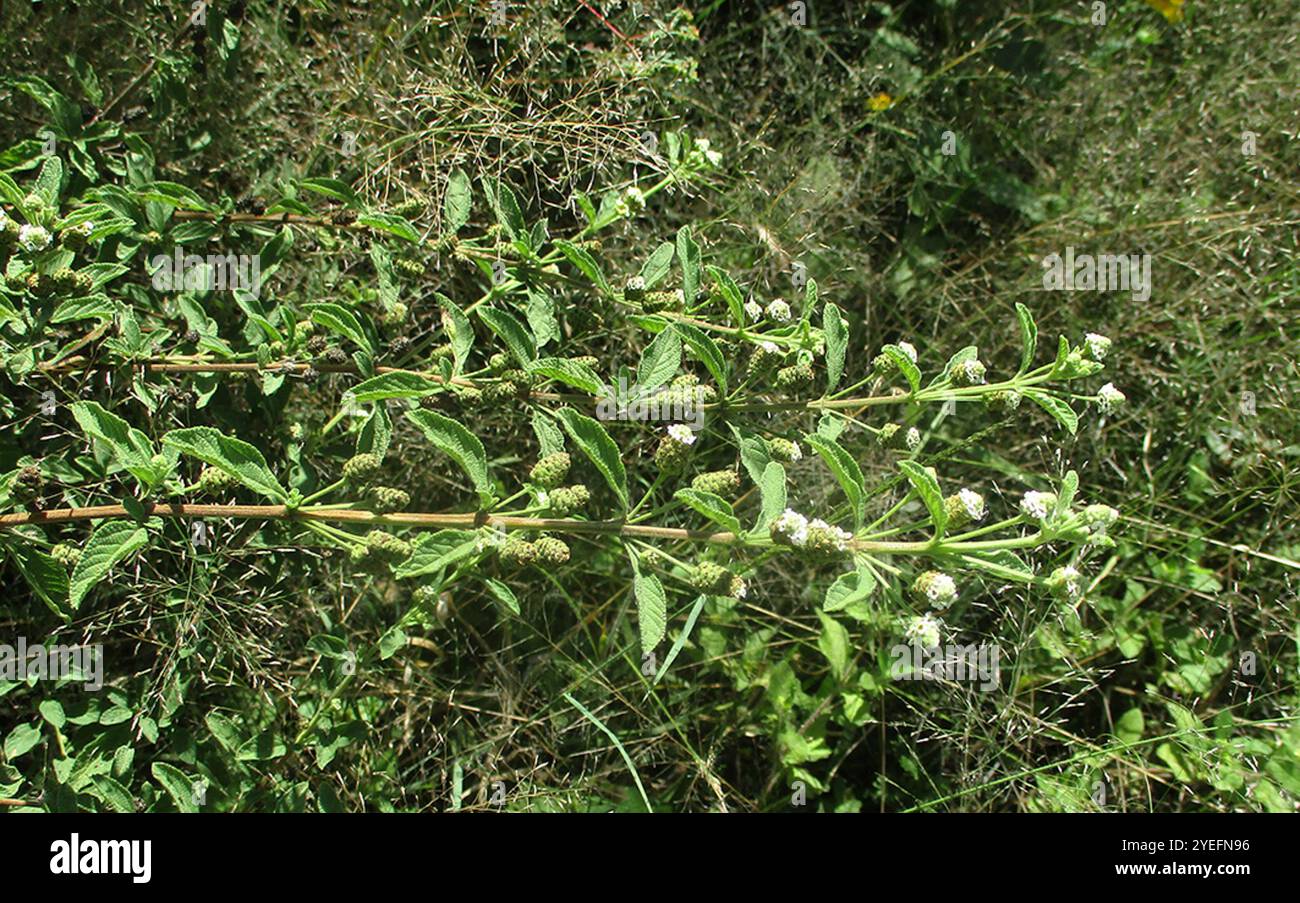 Fever Tea (Lippia javanica Stock Photo - Alamy