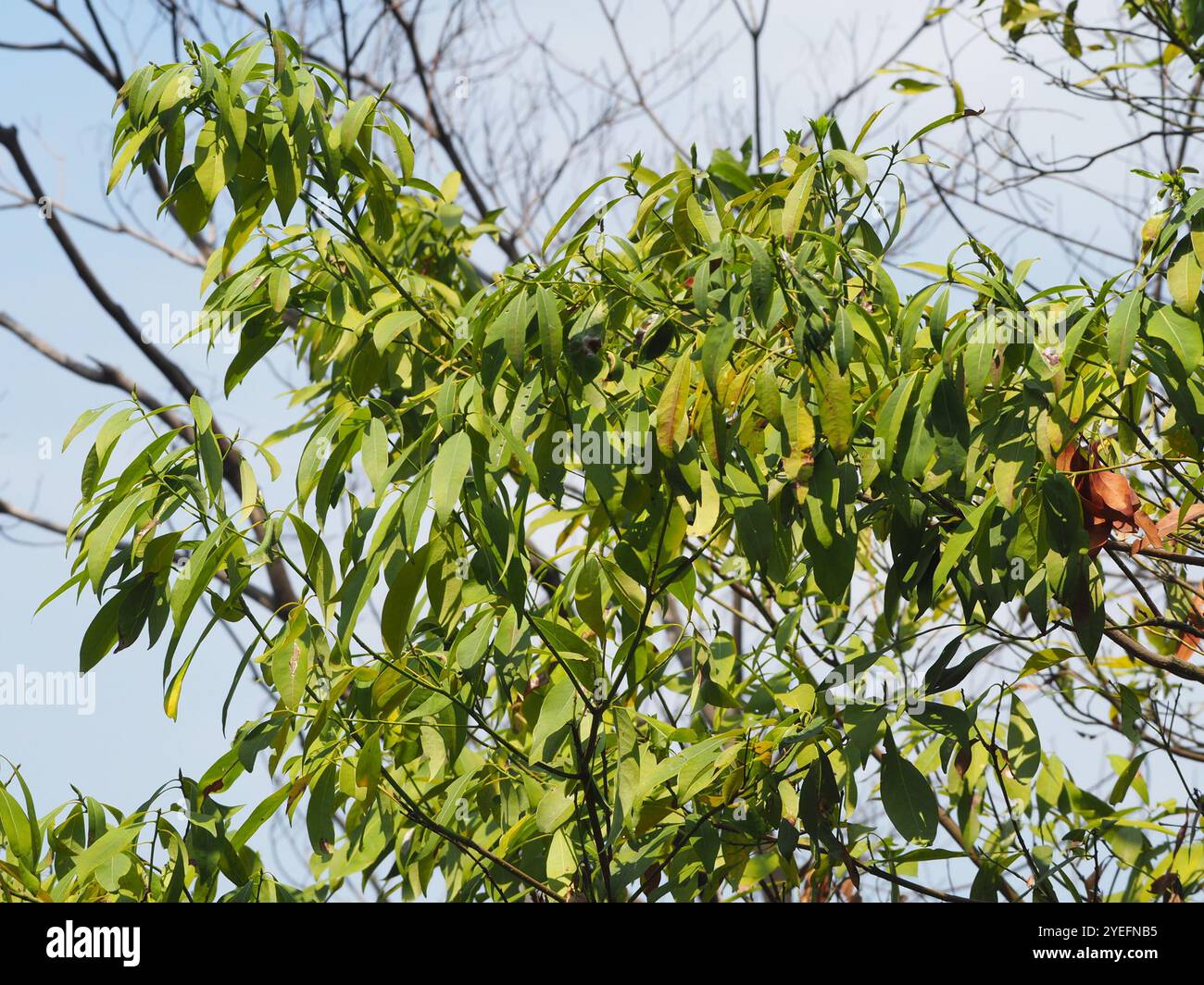 Zuiho Machilus (Machilus zuihoensis Stock Photo - Alamy