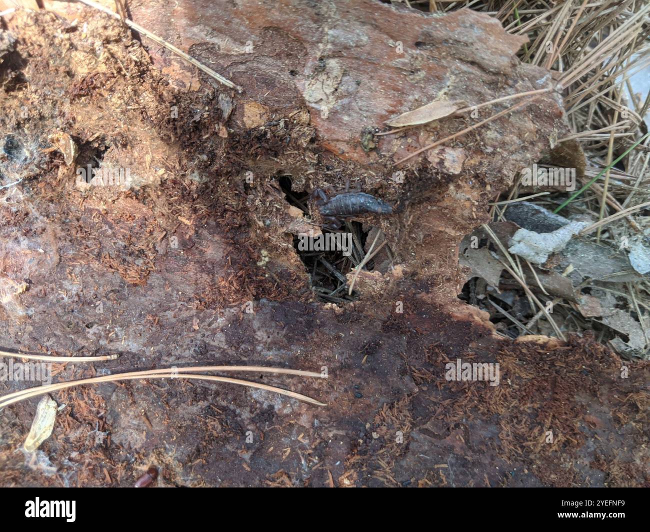 Vaejovis carolinianus hi-res stock photography and images - Alamy