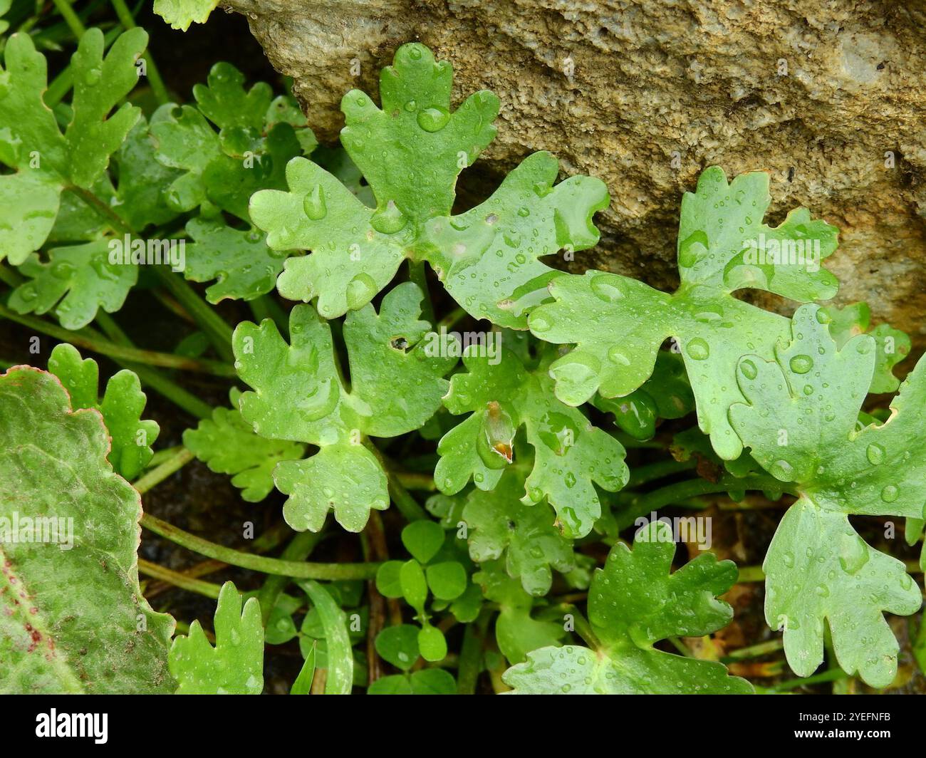 cursed crowfoot (Ranunculus sceleratus Stock Photo - Alamy