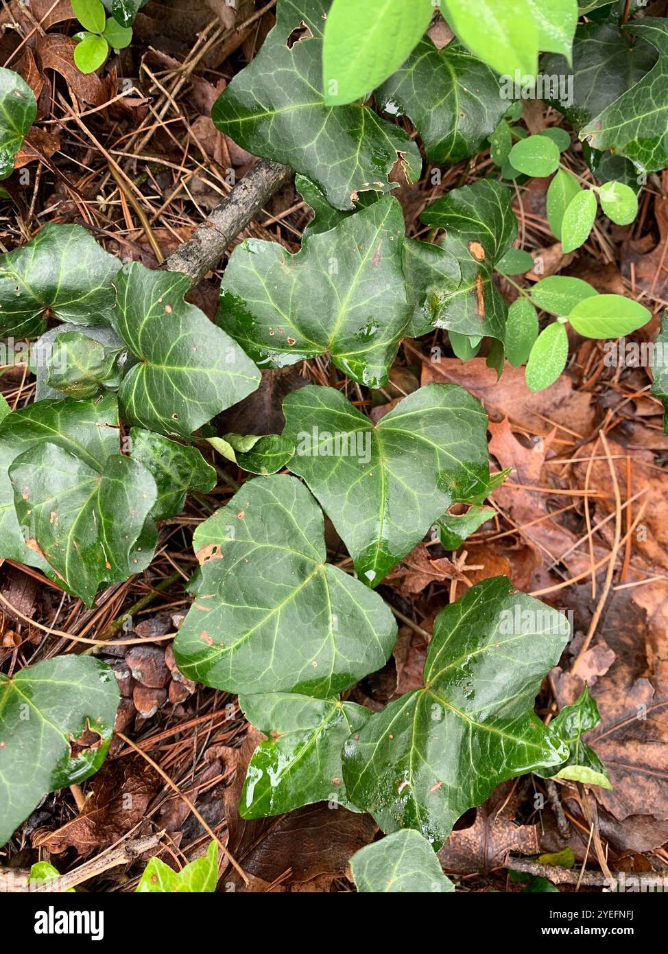 common ivy (Hedera helix Stock Photo - Alamy