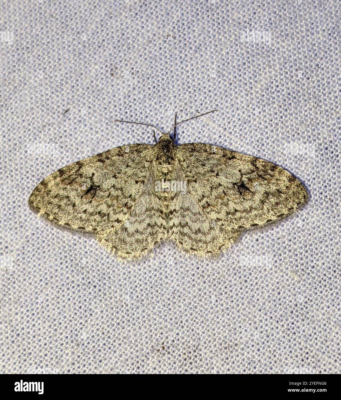 Pearsall's Carpet Moth (Venusia pearsalli Stock Photo - Alamy