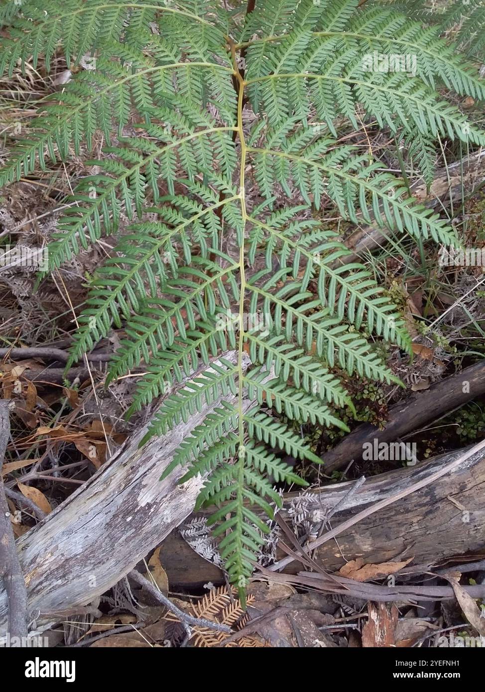 Austral Bracken (Pteridium esculentum Stock Photo - Alamy