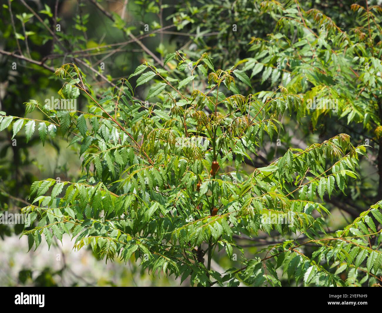Taiwanese Rain Tree (Koelreuteria elegans Stock Photo - Alamy