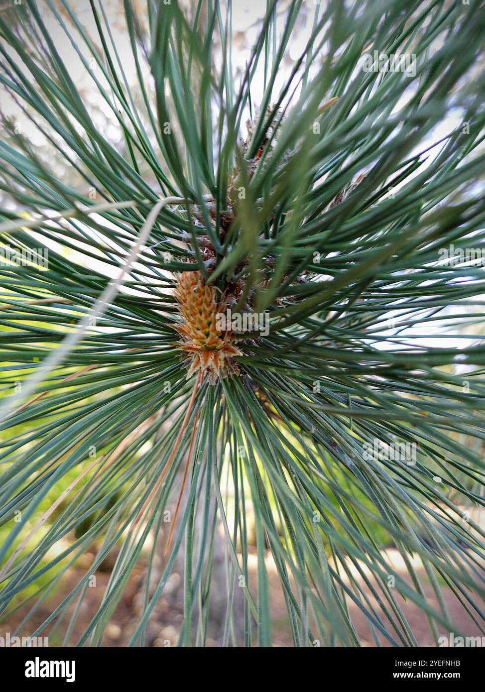 red pine (Pinus resinosa Stock Photo - Alamy