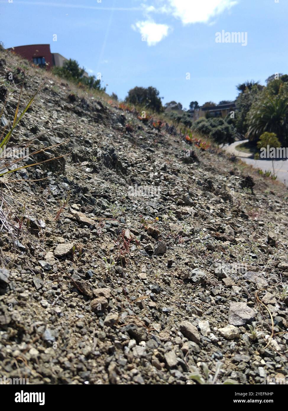 small fescue (Festuca microstachys Stock Photo - Alamy