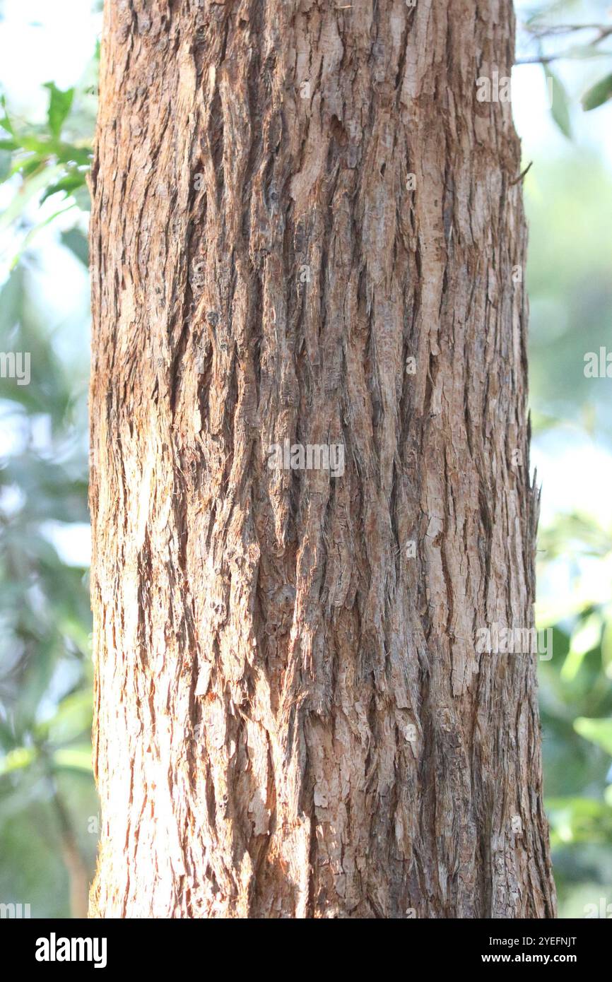 Tallowwood (Eucalyptus microcorys Stock Photo - Alamy