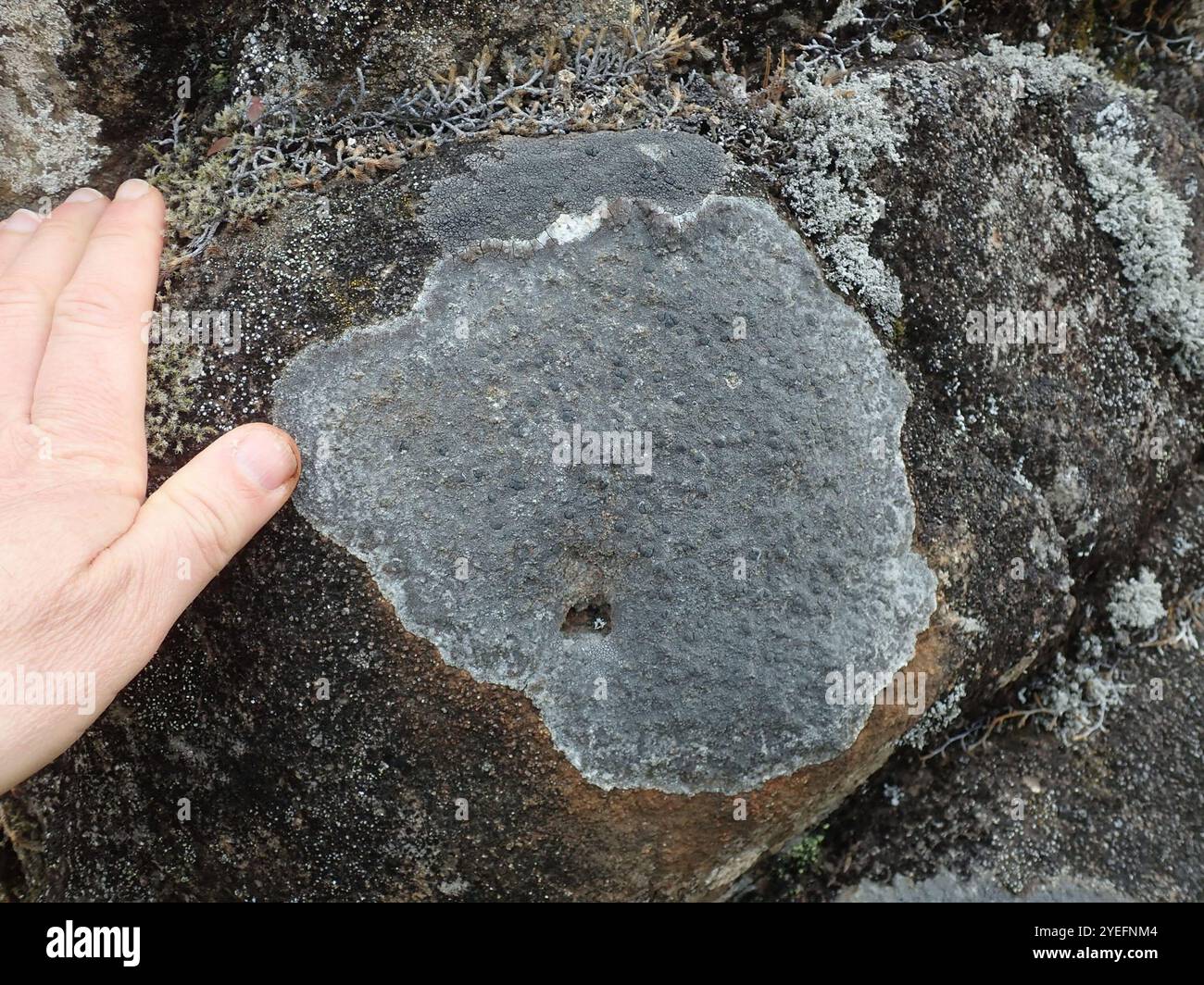 Lecidea fuscoatra hi-res stock photography and images - Alamy