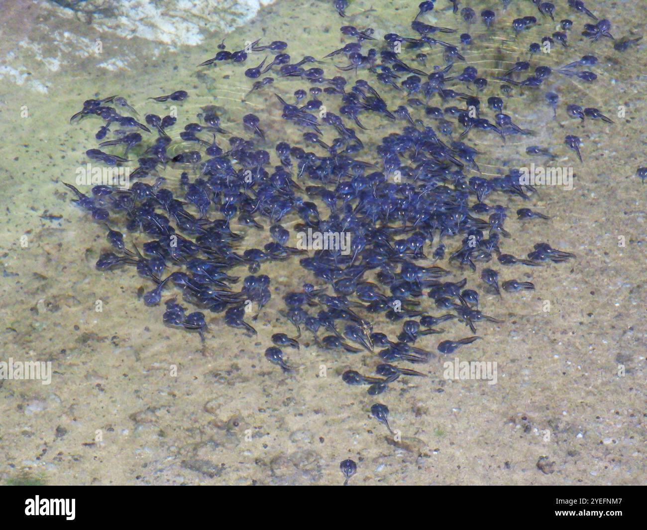 Marbled rubber frog (Phrynomantis annectens Stock Photo - Alamy