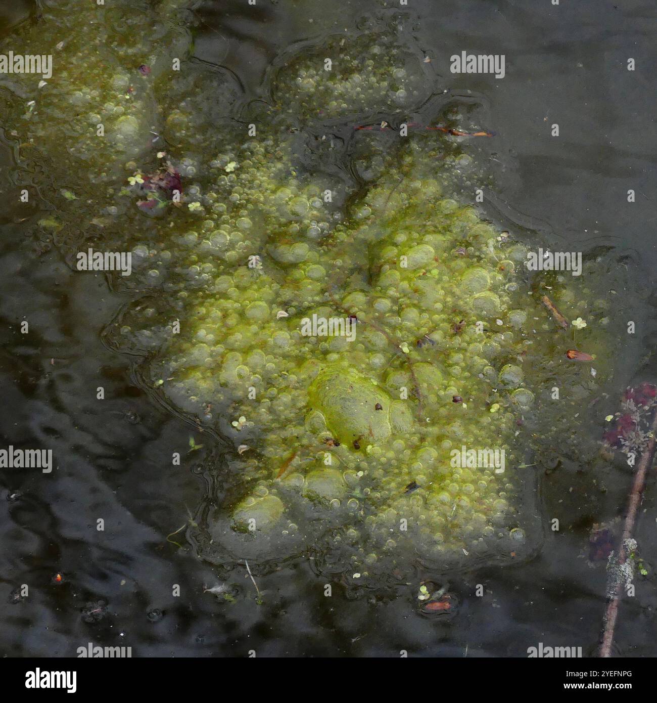 green algae (Chlorophyta Stock Photo - Alamy